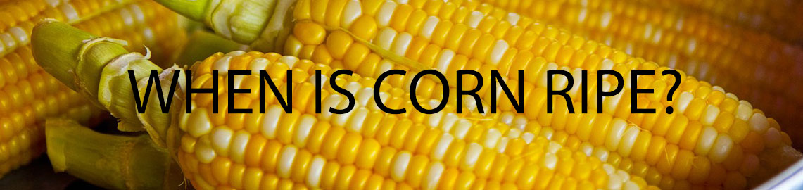 when-is-corn-ripe | Think Tasty